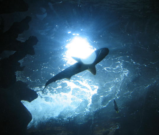 Levels of Wounding and How to Heal Them | Joy Ninja